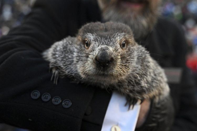 Beneath the surface, Groundhog Day's deep roots predate Punxsutawney Phil