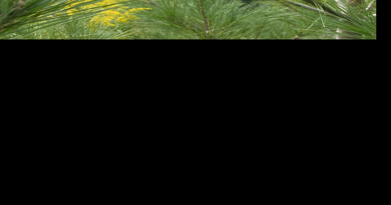 Carney cut a tree-planting program. So long to my 2000 trees