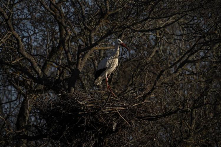 In Spain, storks’ trash diet driven by climate change