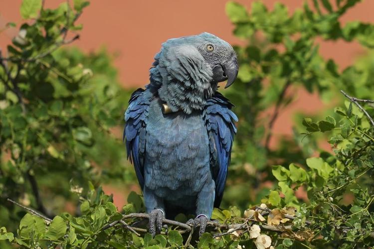 Recovery of Brazil's Spix's macaw, popularized in animated 'Rio' films ...