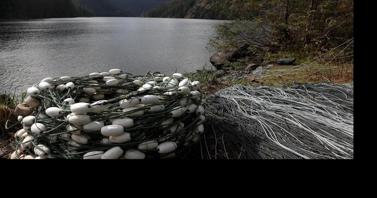 Chief says rescue effort for stranded orca calf four, five days away as ...