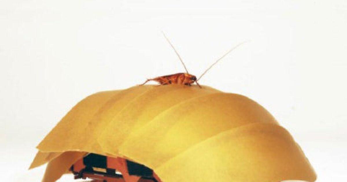 This cockroach-inspired robot could save lives