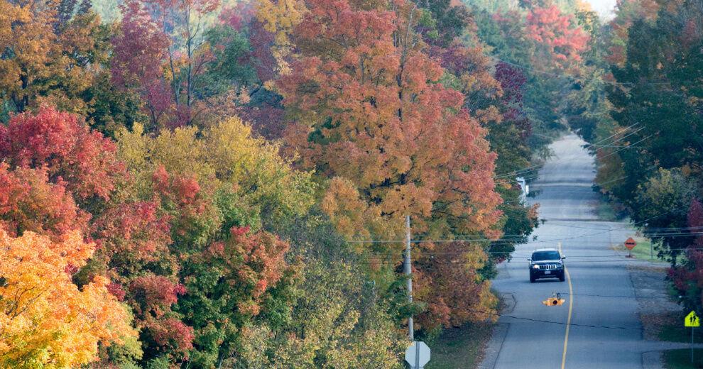 Ontario trees put on stunning fall display