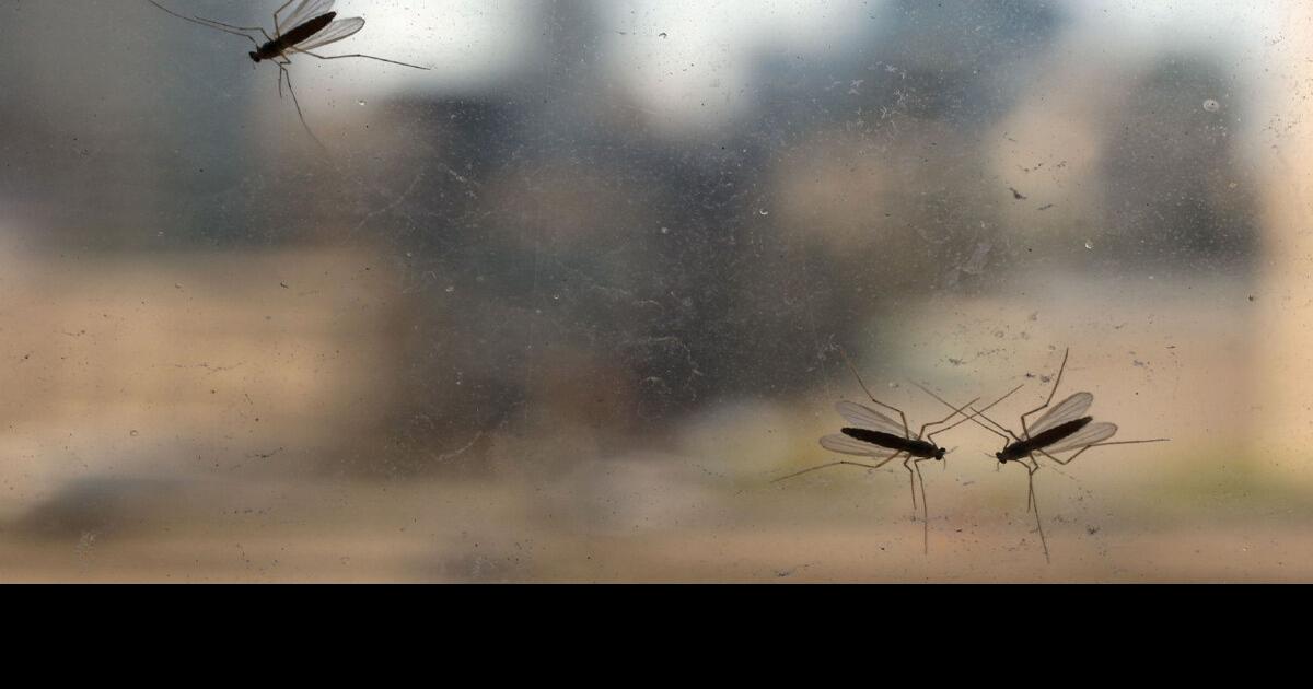 Swarms of midges have descended on Toronto