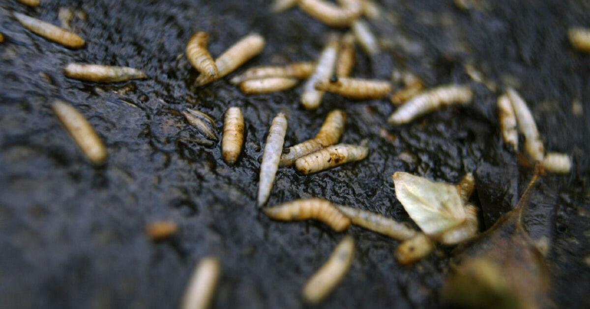 Former caregiver in Pennsylvania charged after man with maggot infested ...