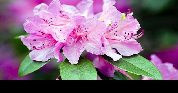 Rhododendrons at Canada Blooms