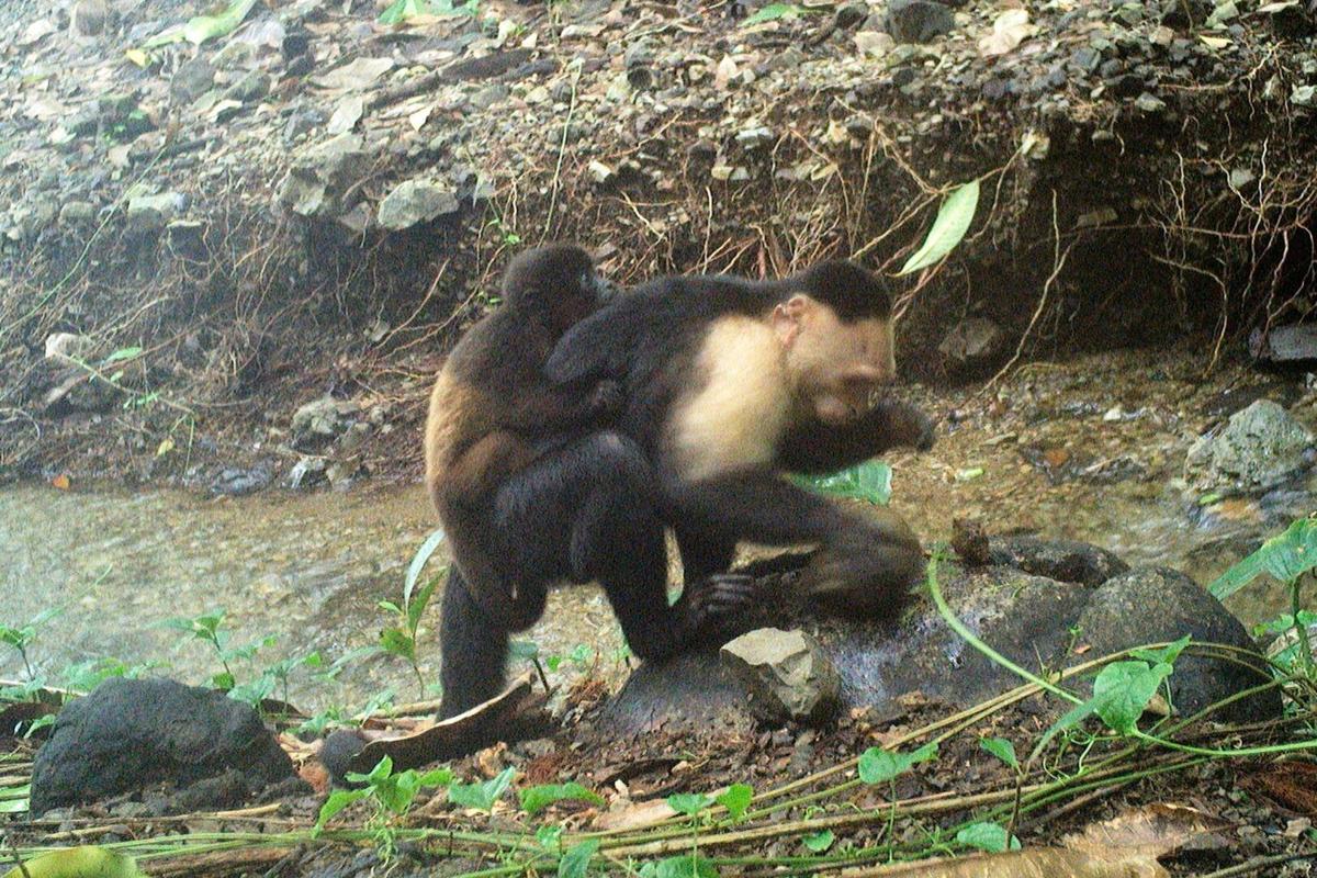 Caught on camera, capuchin monkeys kidnap howler monkey babies
