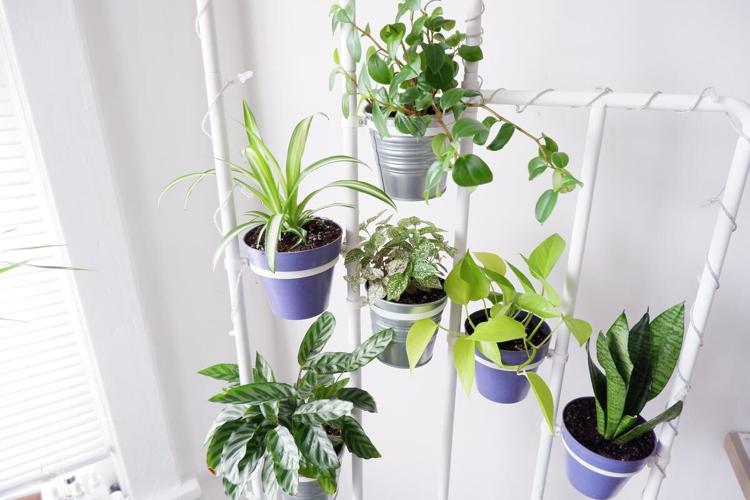 Plant parenthood: Cultivating the millennial obsession with indoor ...