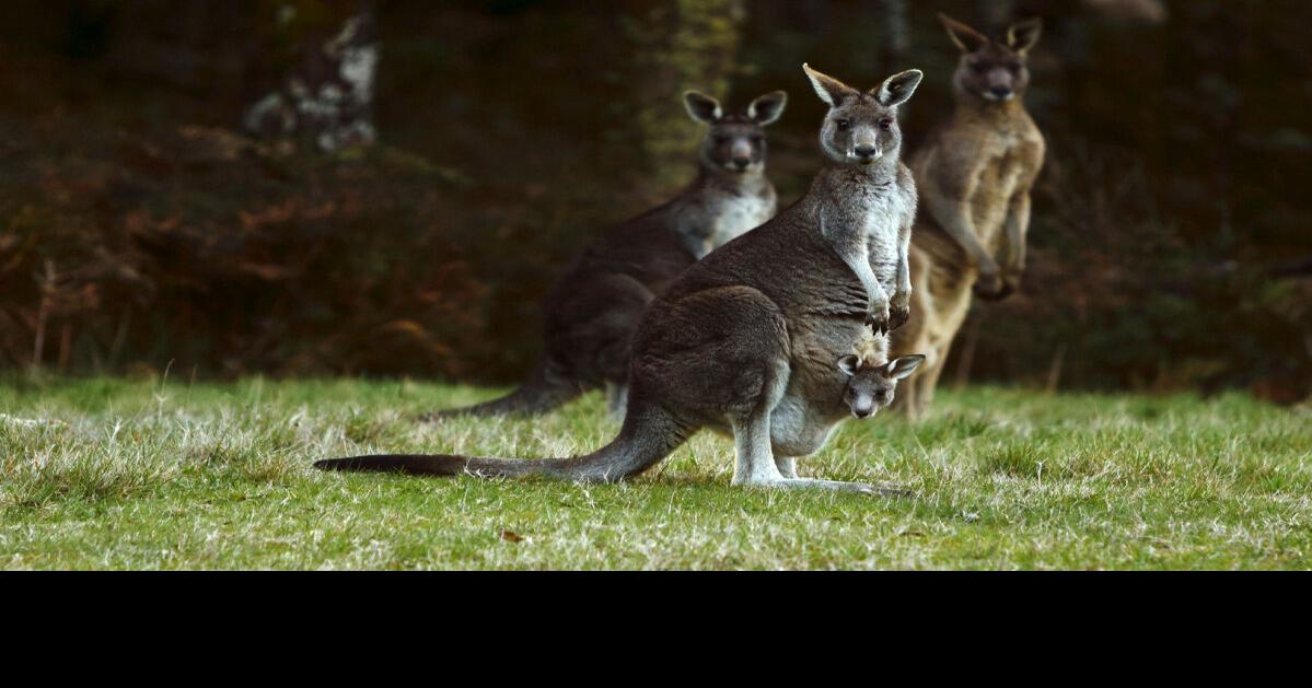 Kangaroo farts not environmentally friendly after all