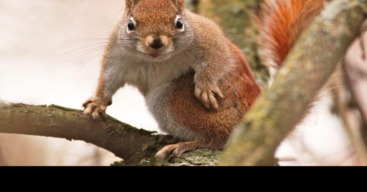 Wild in the City: Feisty red squirrels a sure cure for the blues