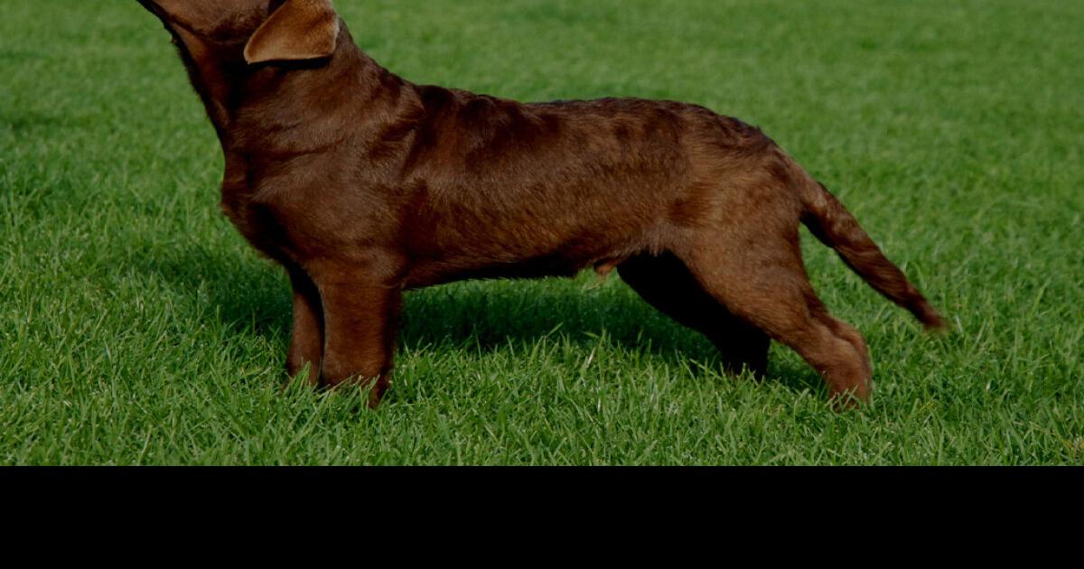 Dog named Trigger shoots U.S. woman, say news reports