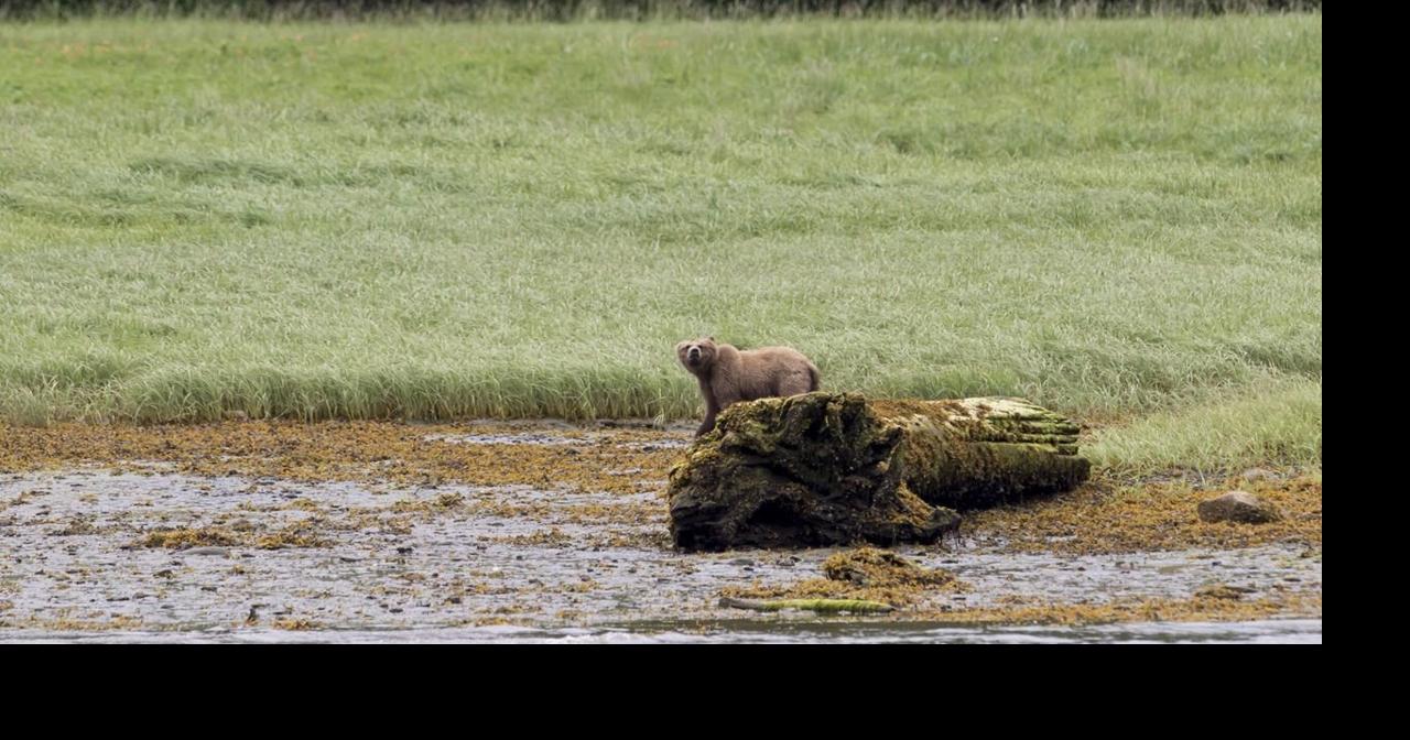 Grizzly that killed two in Banff National Park was old, had bad teeth ...