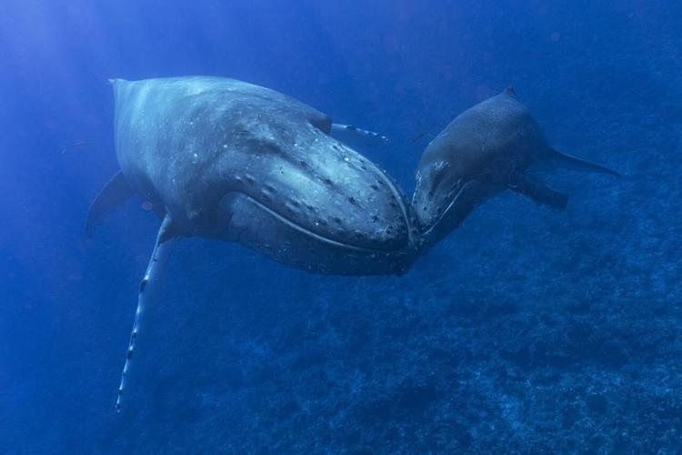 How do whales sing? Lab experiments suggest their voice boxes have a ...