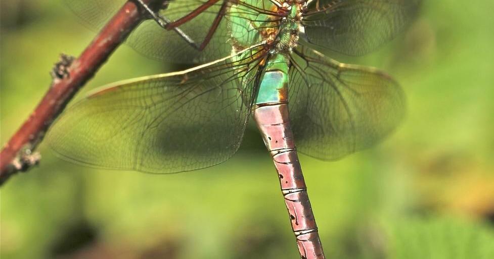 There’s a huge and hidden migration in of dragonflies in North America