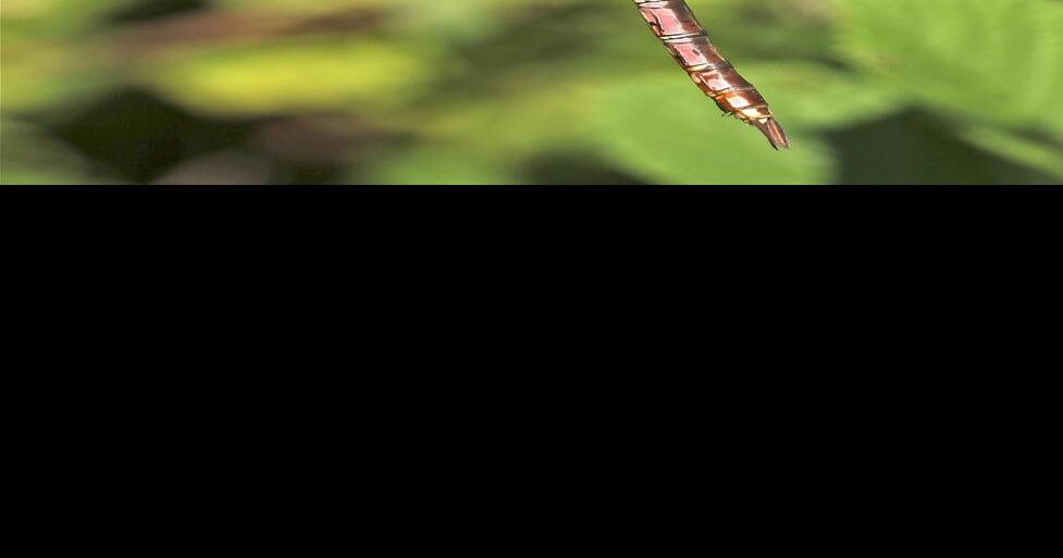 There’s a huge and hidden migration in of dragonflies in North America