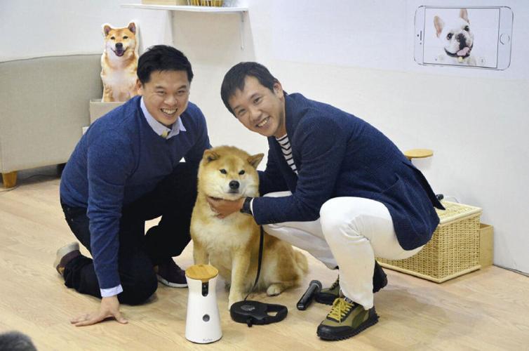 Maru the Japanese Shiba charms 2.4 million Instagram followers