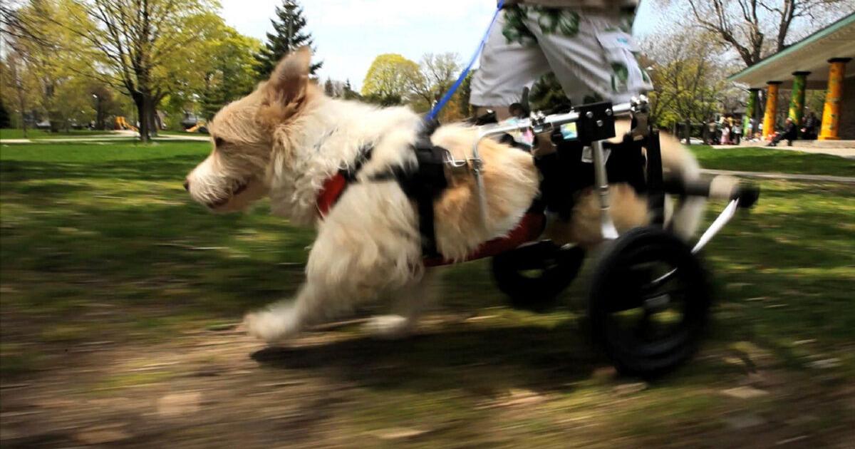 Hit by car and thrown into garbage, 'Turbo' begins new life in Ontario