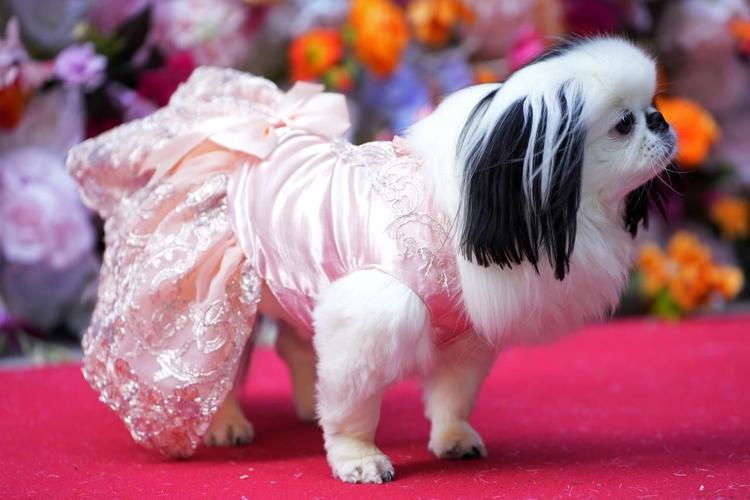 PHOTOS: At the Pet Gala, fashion goes to the dogs