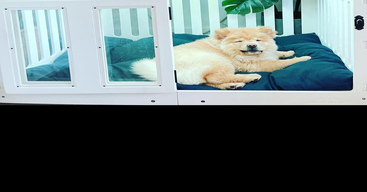 These indoor kennel designs are dog-approved