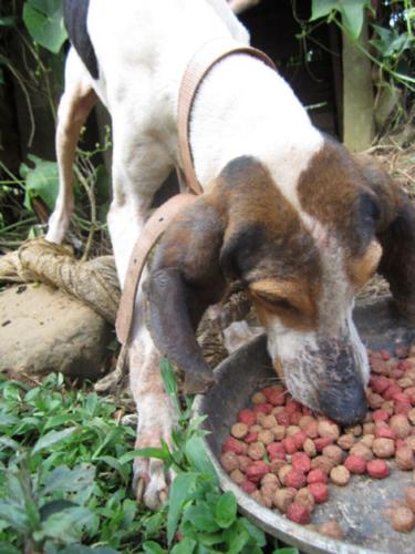 Ottawa man mounts campaign to help Costa Rican dogs