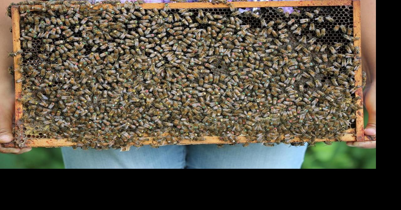 First vaccine against serious bacterial infection in bees approved for ...