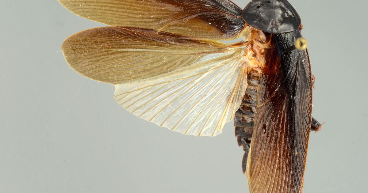 Cockroach that can withstand winter cold discovered in New York
