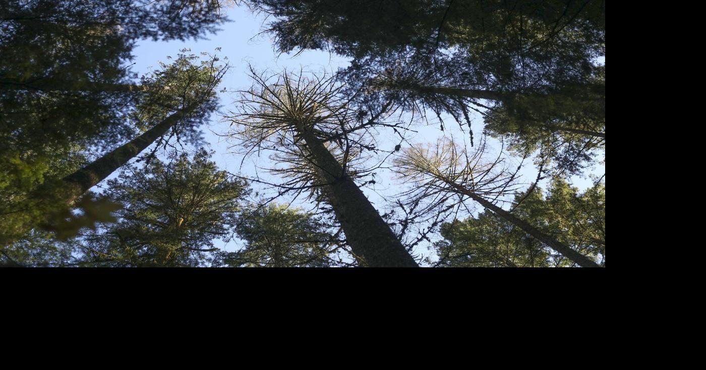 When heat and drought stress trees, the consequences can be tragic