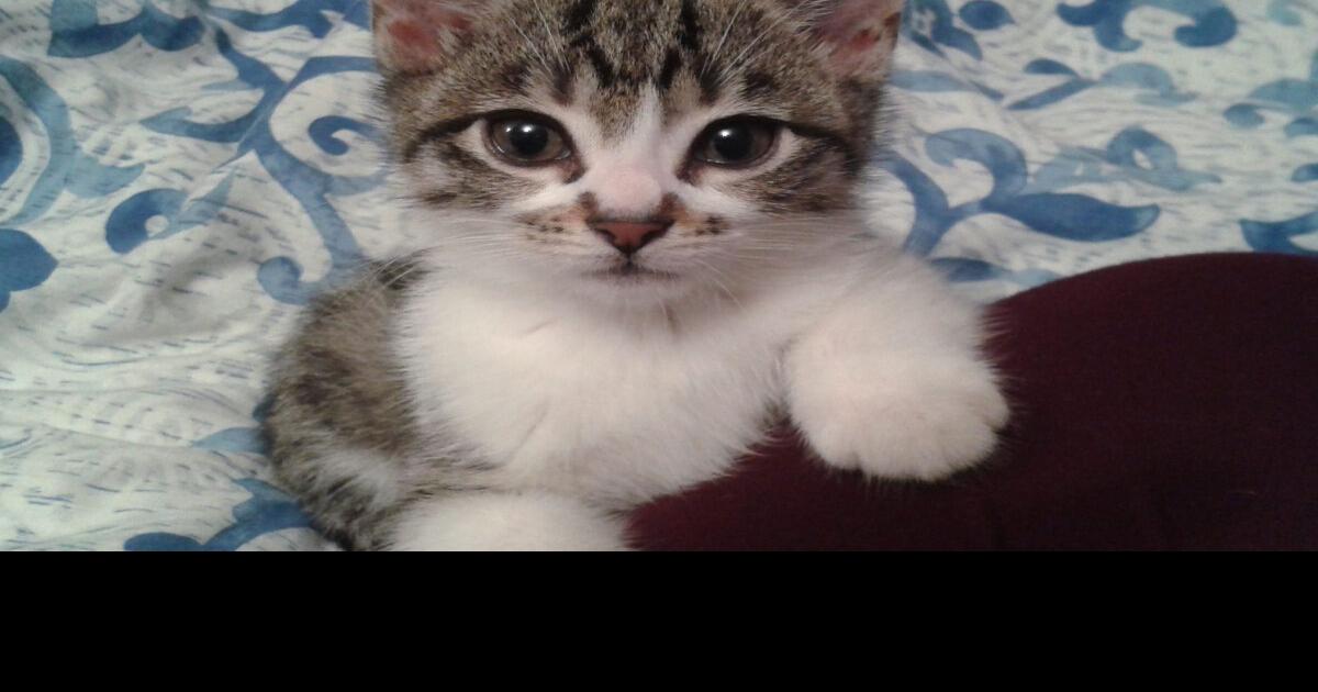 How a cat helped convict a U.K. killer