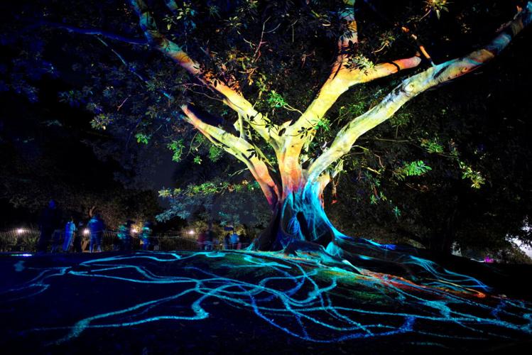 Sydney lights up with Vivid show, but traffic slows down