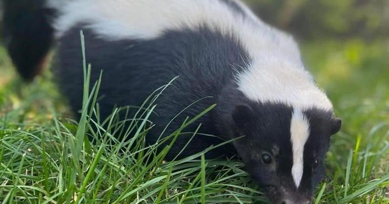 Seven skunk deaths prompt poison warning in Richmond, B.C.