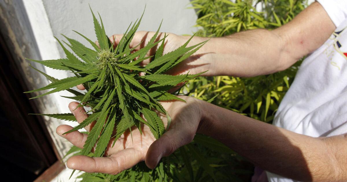 Marijuana called pot, grass, weed — now investment
