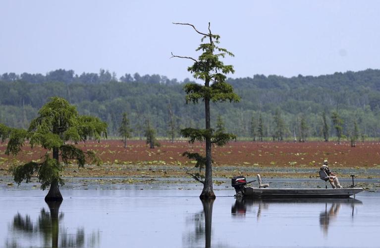 Invasive northern snakehead fish found in southeastern Missouri for ...