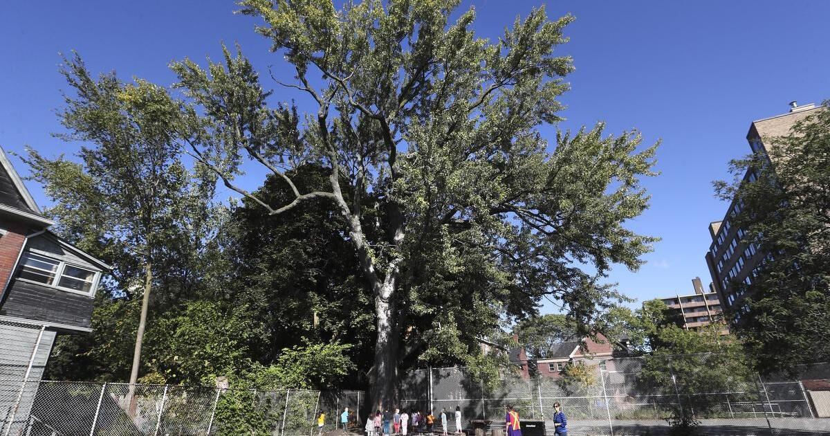 Toronto’s tree canopy has been expanding, but so are the threats it faces