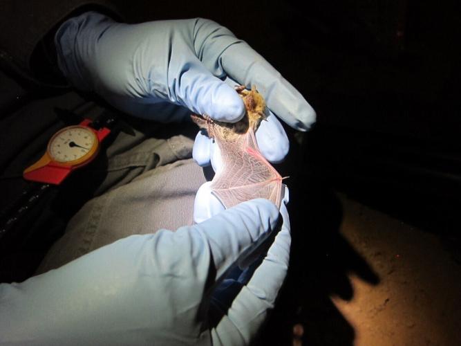 Are bats carrying the next plague?