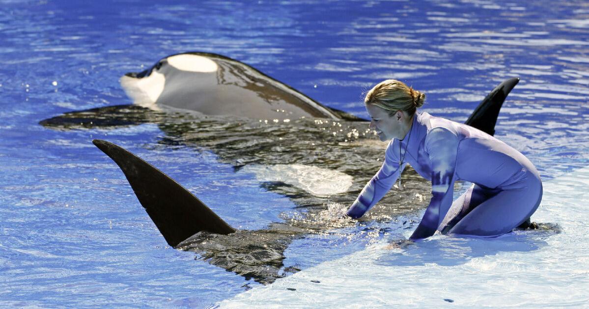 SeaWorld plans to upgrade killer whale environments