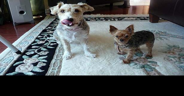 Love of two good dogs helped heal couple's heartache