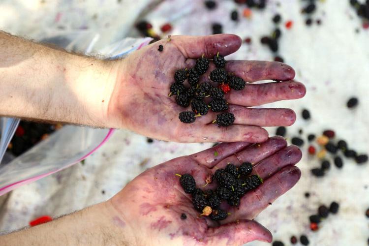 Toronto gleaners gather round the mulberry bush