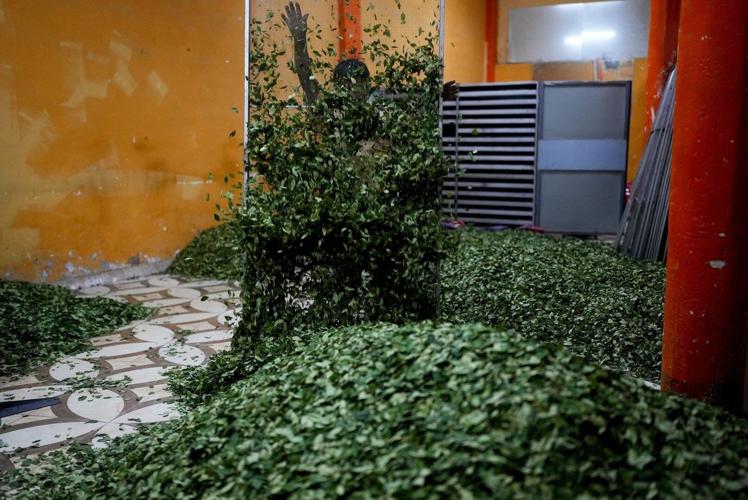 Coca leaves remain a source of work, faith and identity in Bolivia