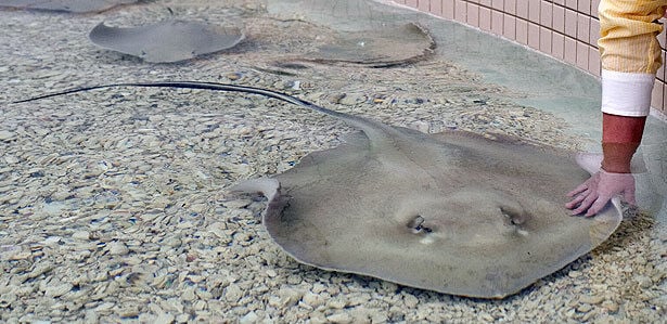 Toronto Zoo stingray exhibit causes stir