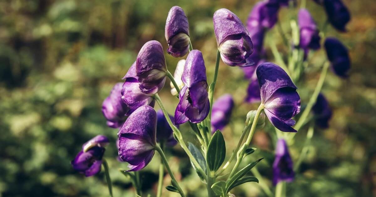 What to know about aconite