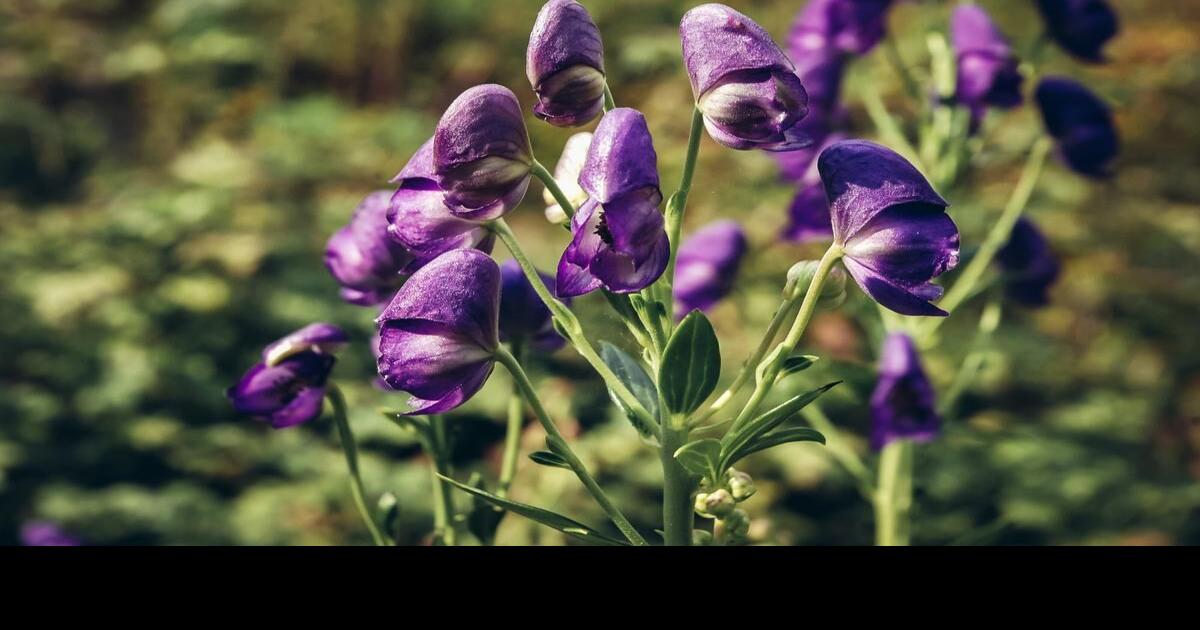 What to know about aconite