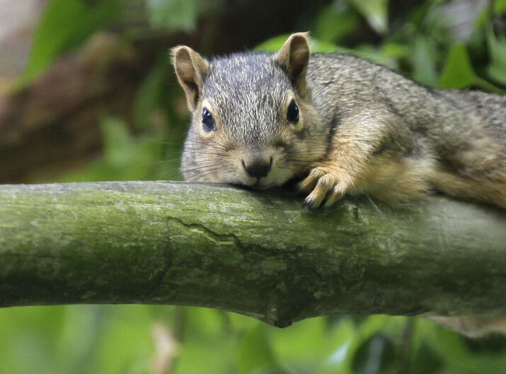 Can a squirrel get heat stroke?