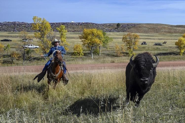 Rare U.S. bison roundup rustles up hundreds to maintain health of the ...