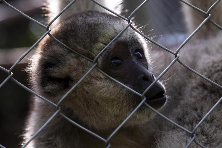 A scientist’s four-decade quest to save the biggest monkey in the Americas