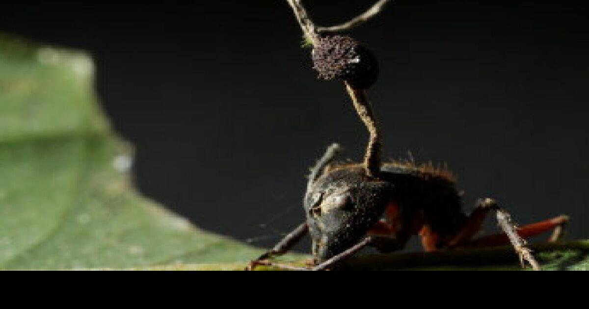 A mind-controlling fungus is turning ants into real-life zombies in the ...