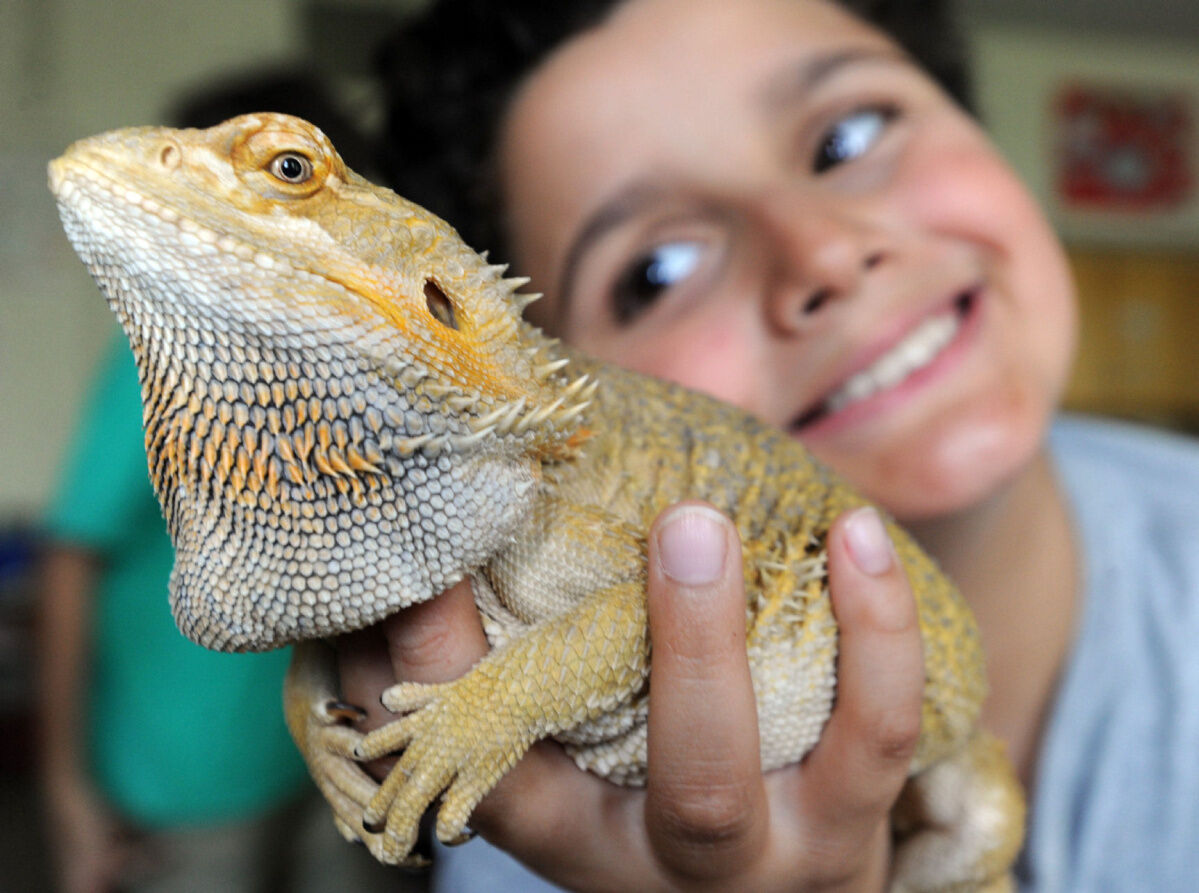 Snakes, lizards and geckos part of learning at Clinton Street public school