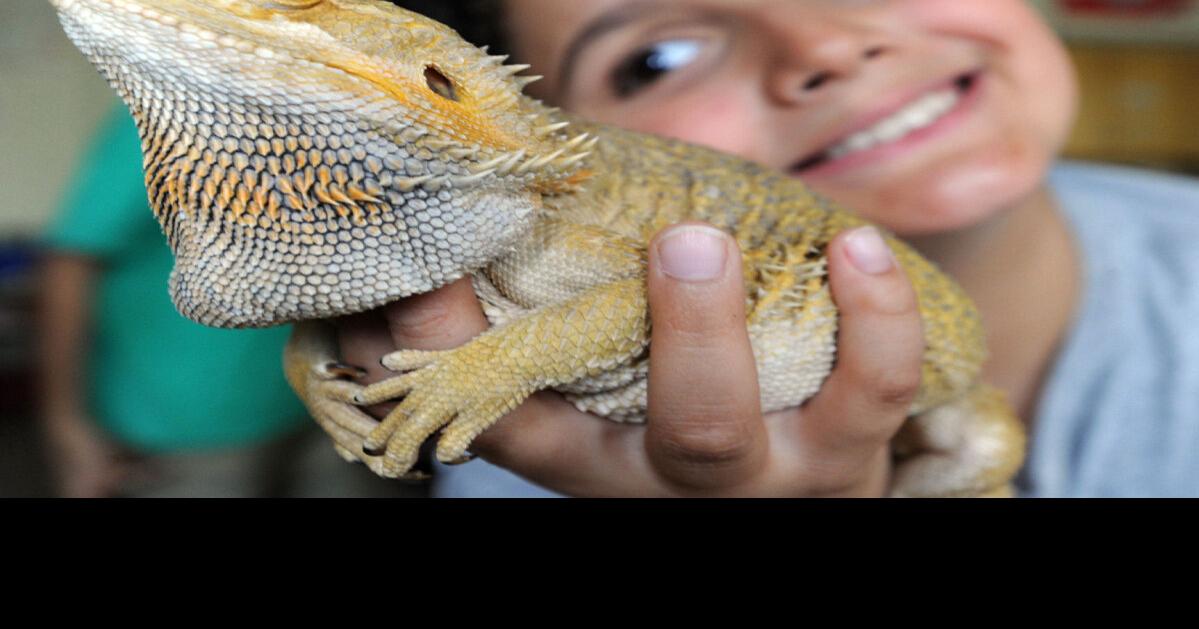 Snakes, lizards and geckos part of learning at Clinton Street public school