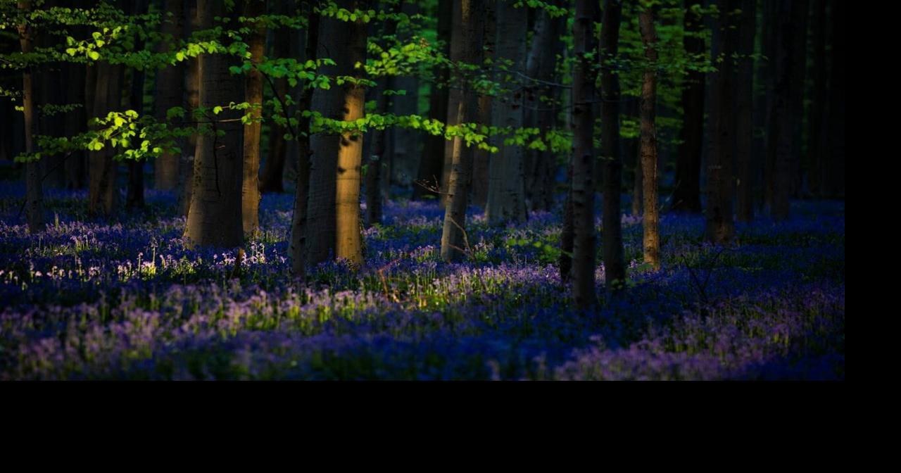 Belgian bluebells are too beautiful to see during pandemic