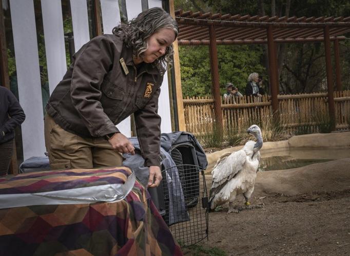 Cape vultures are swooping into a new exhibit at the Los Angeles Zoo