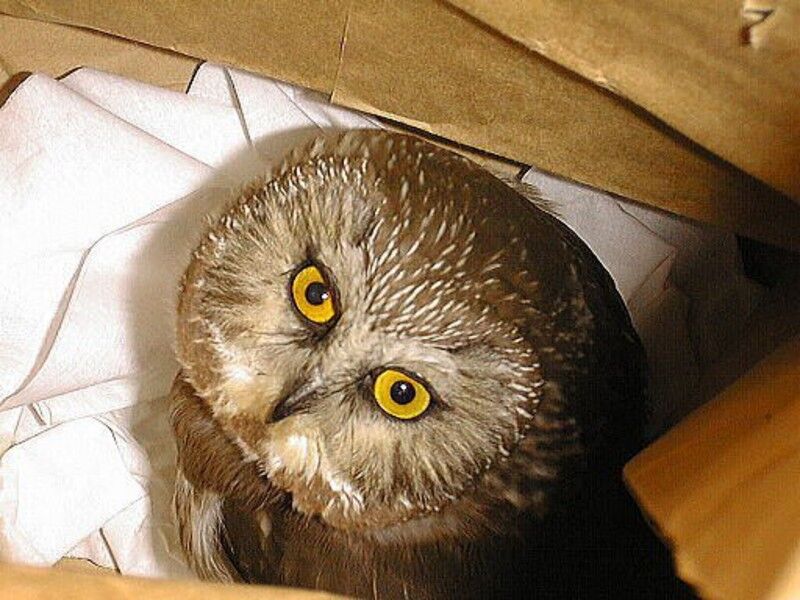 Owl at centre of Telus campaign creates flap